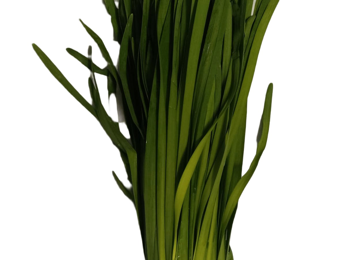 Fresh Chinese Chives Nira